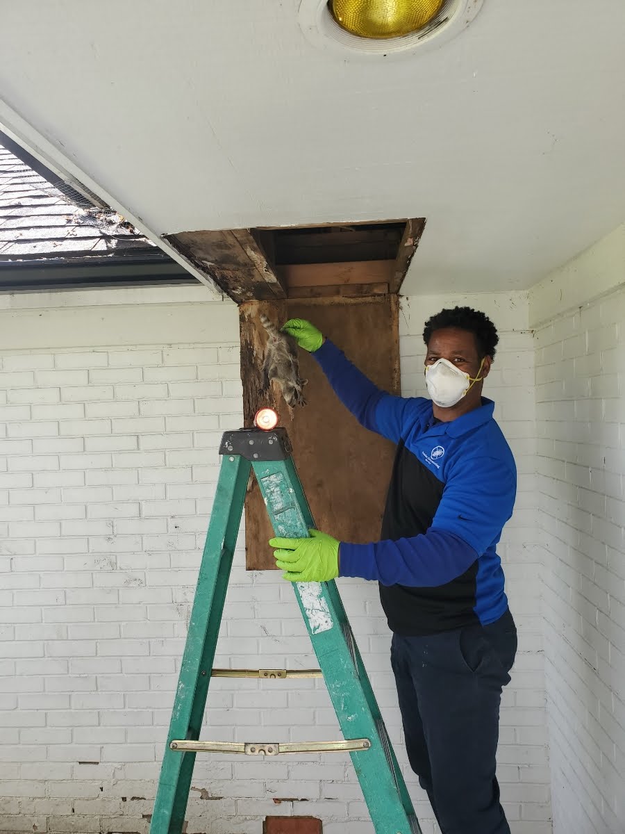 Raccoon Control – Precise Exterminating and Wildlife Removal